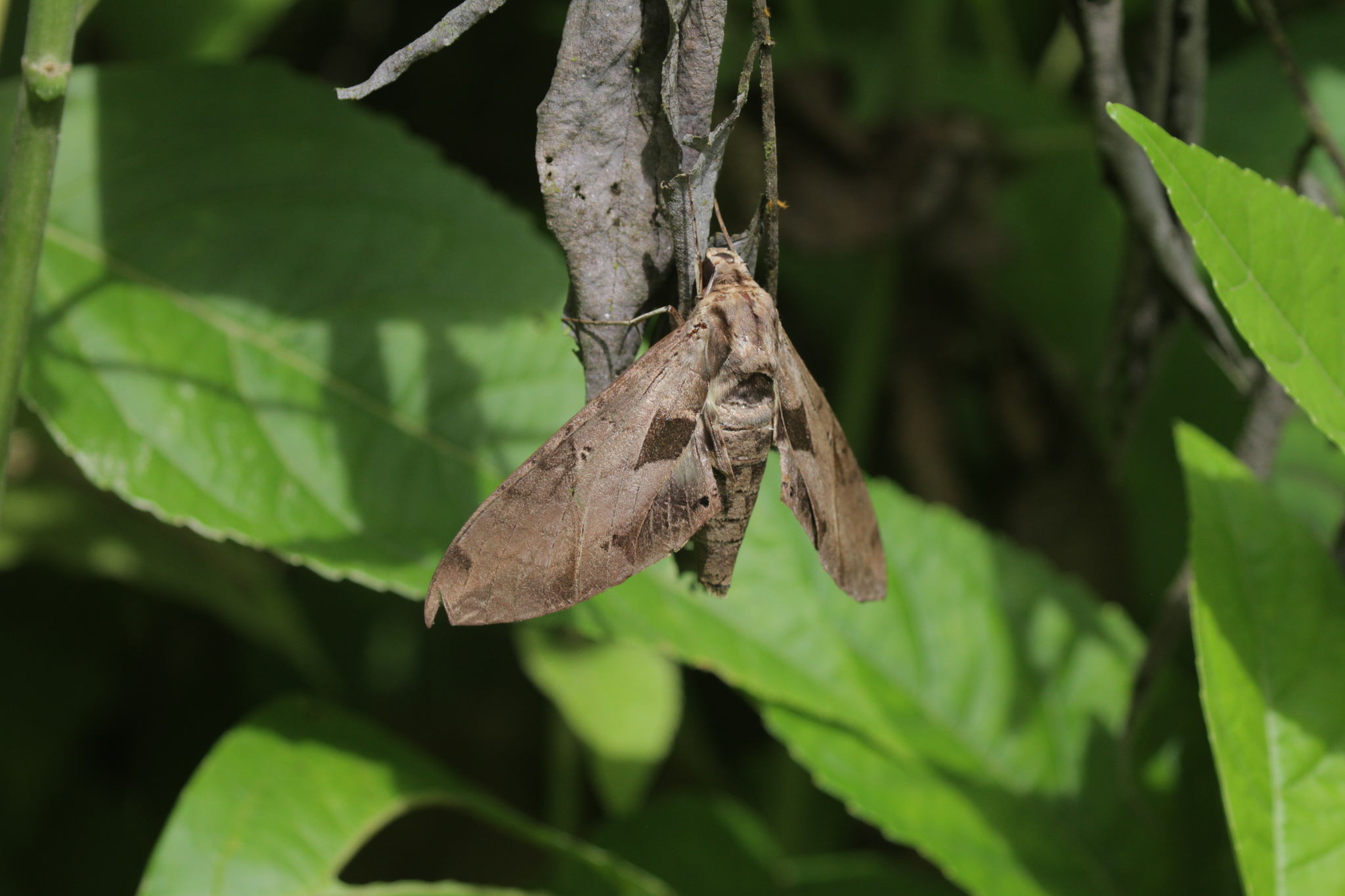Eumorpha satellitia Linnaeus, 1771