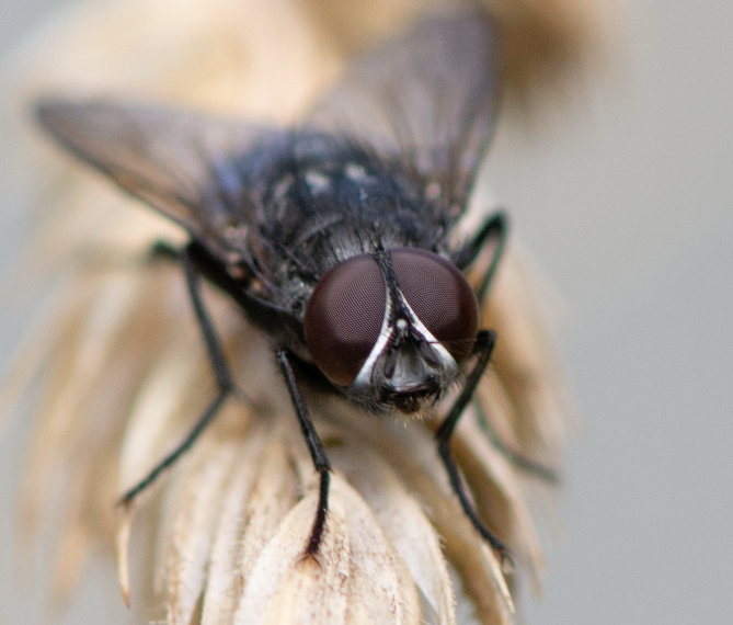 Face fly from Aalborg Centrum, 9000 Aalborg, Danmark on September 2 ...