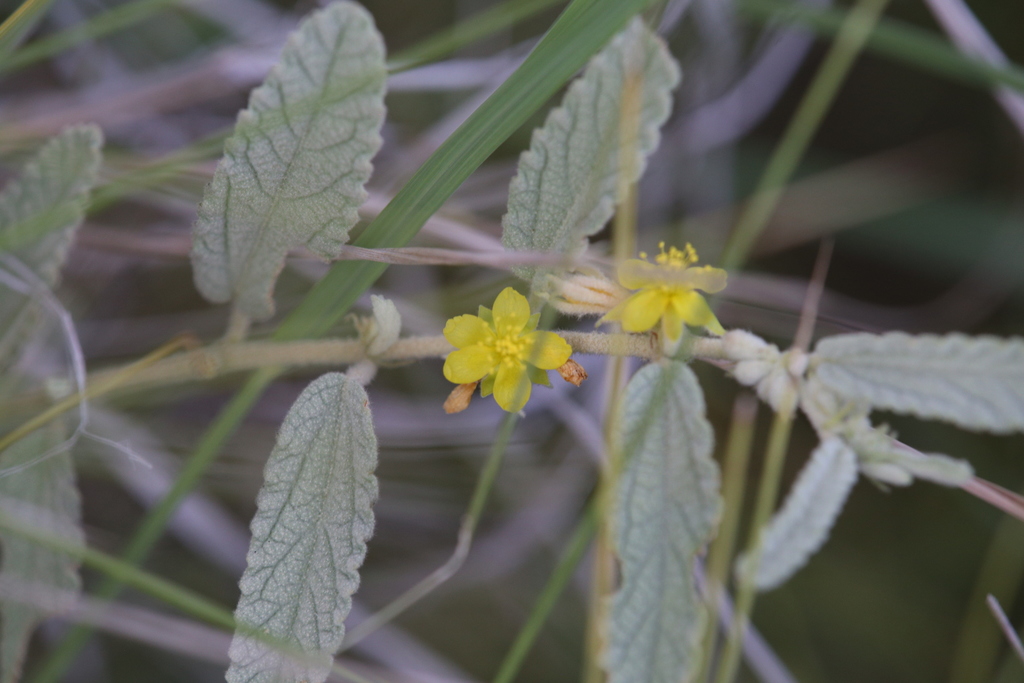 Corchorus pumilio from Mount Hardman WA 6765, Australia on February 14 ...