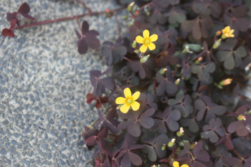 palmate-leaved Oxalis (Oxalis) - Botanical Realm