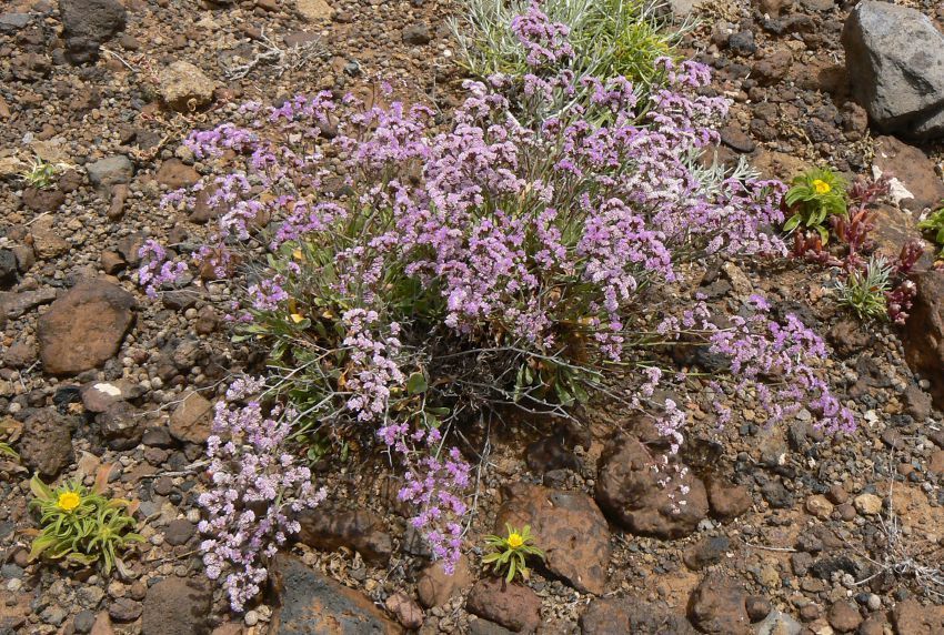 Limonium pectinatum from Santa Cruz de Ténérife, Espagne on April 20 ...