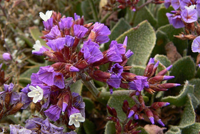 Limonium puberulum (Webb) Kuntze