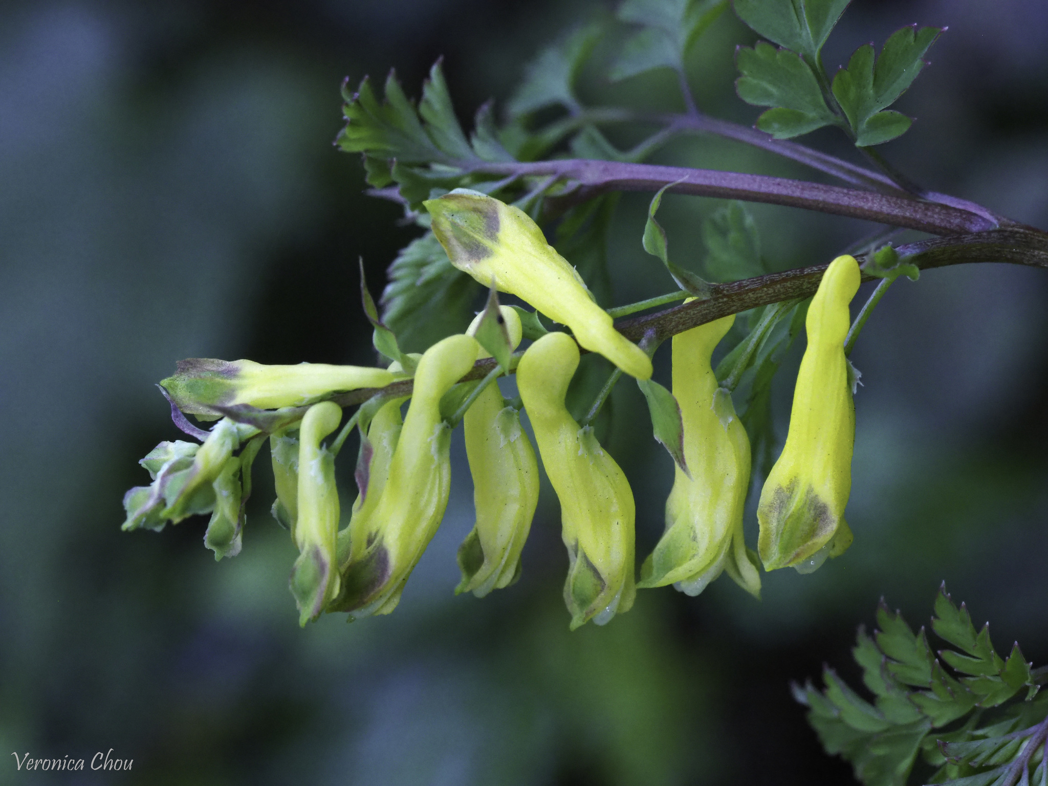 Corydalis pallida (Thunb.) Pers.