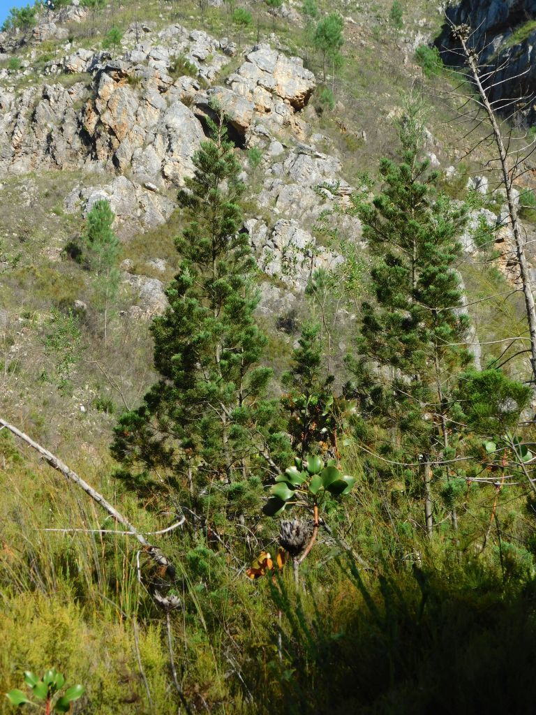 mountain cypress from Greyton Nature Reserve, South Africa on February ...