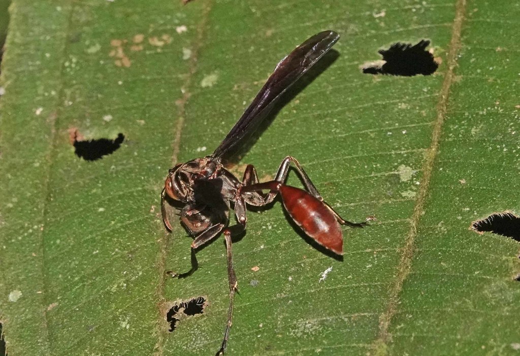 Long-waisted Paper Wasps from Puerto Nariño, Amazonas, Colombia on ...