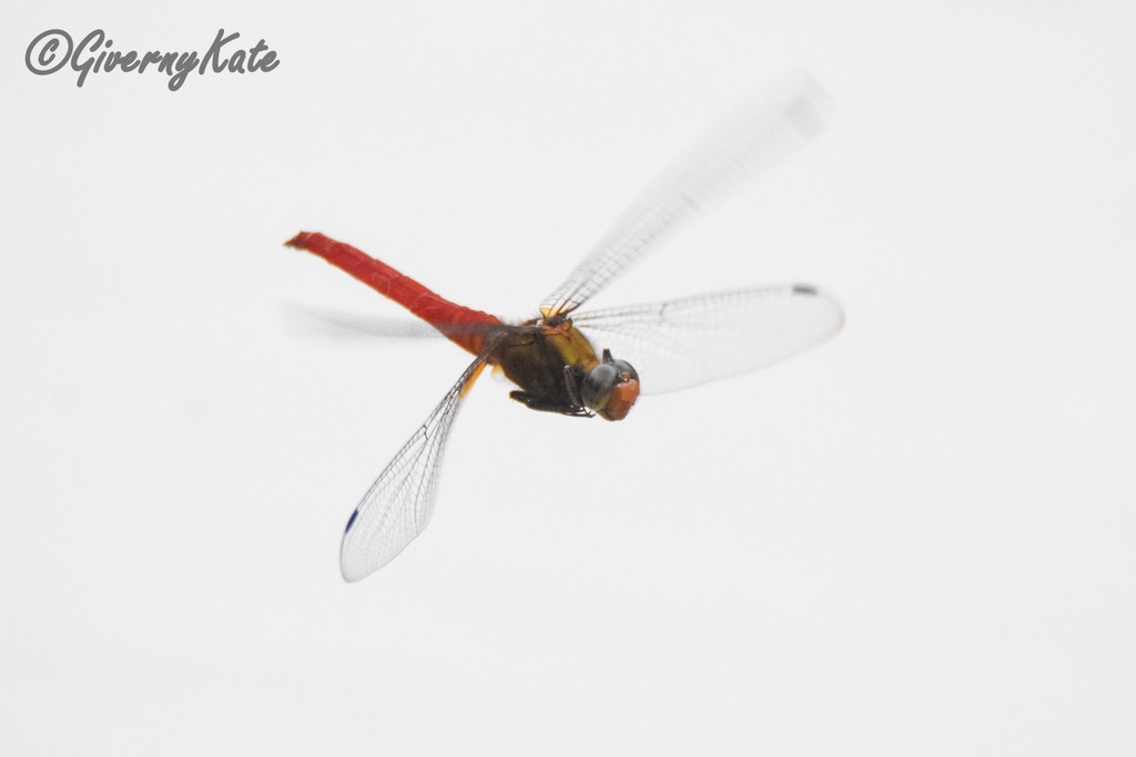 Orange Skimmer from Lahad Datu, Sabah, Malaysia on April 21, 2017 at 07 ...