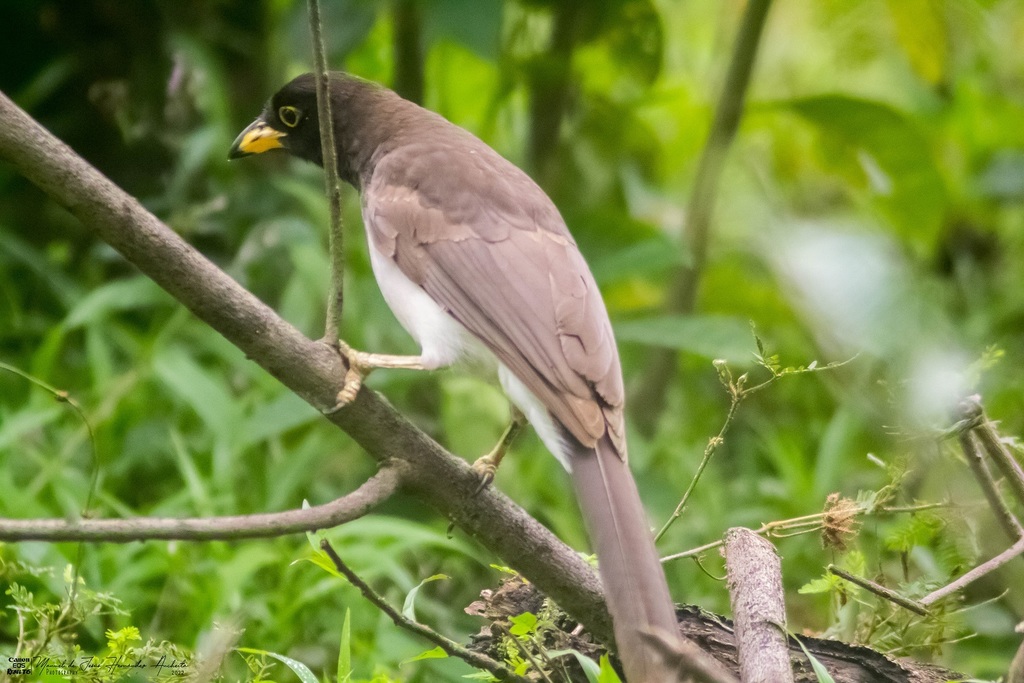 Brown Jay from La Primavera, 29960 Palenque, Chis., México on February ...