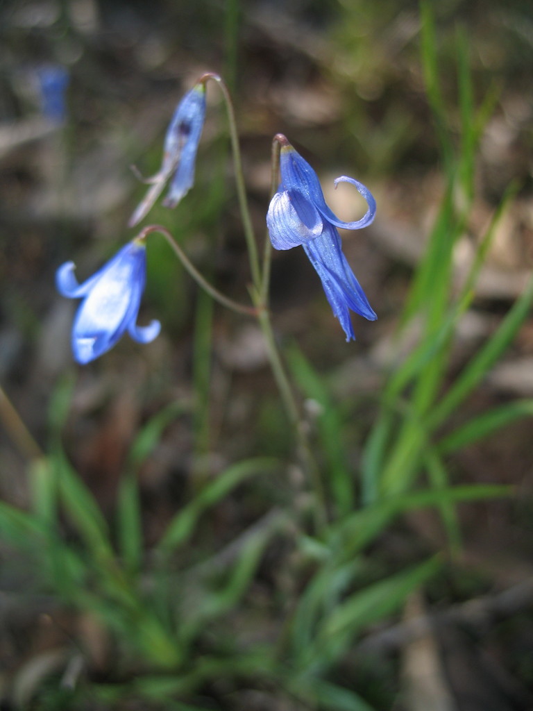 nodding blue lily from Rica Erickson Reserve, Old Plains WA 6569 ...