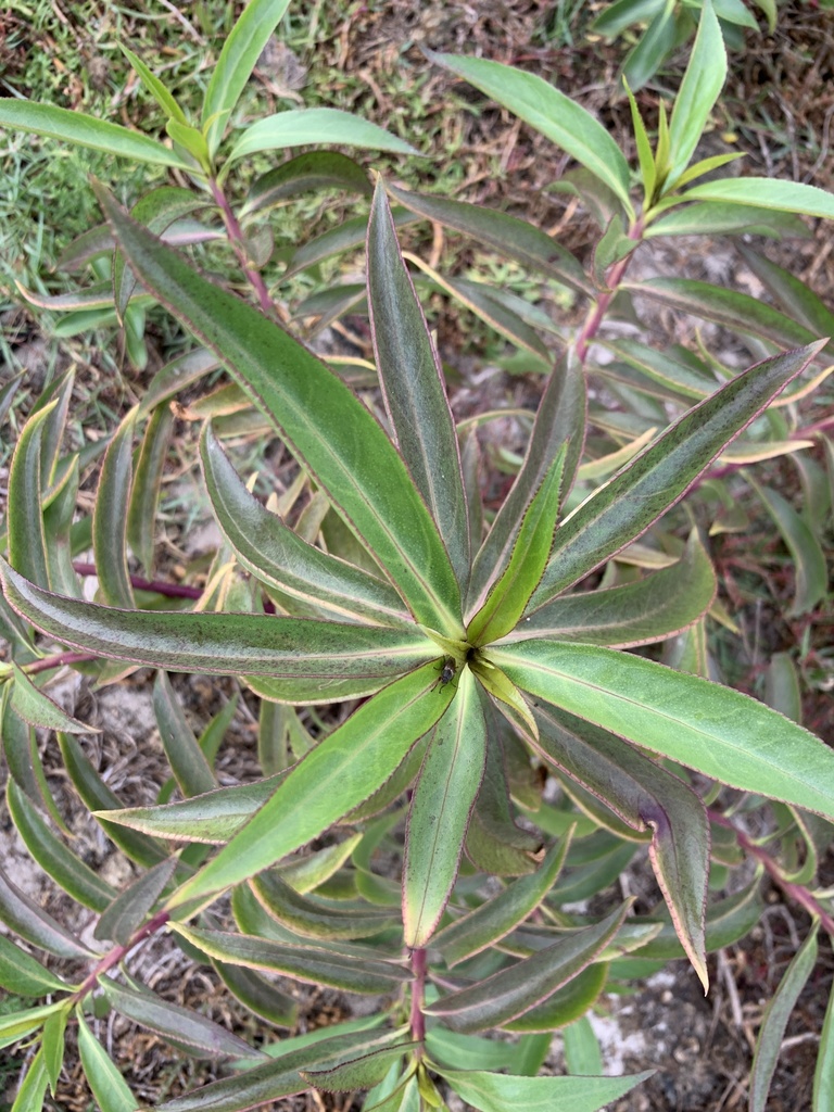 Australian Ngaio from Bot River Lagoon, WC, ZA on February 15, 2022 at ...