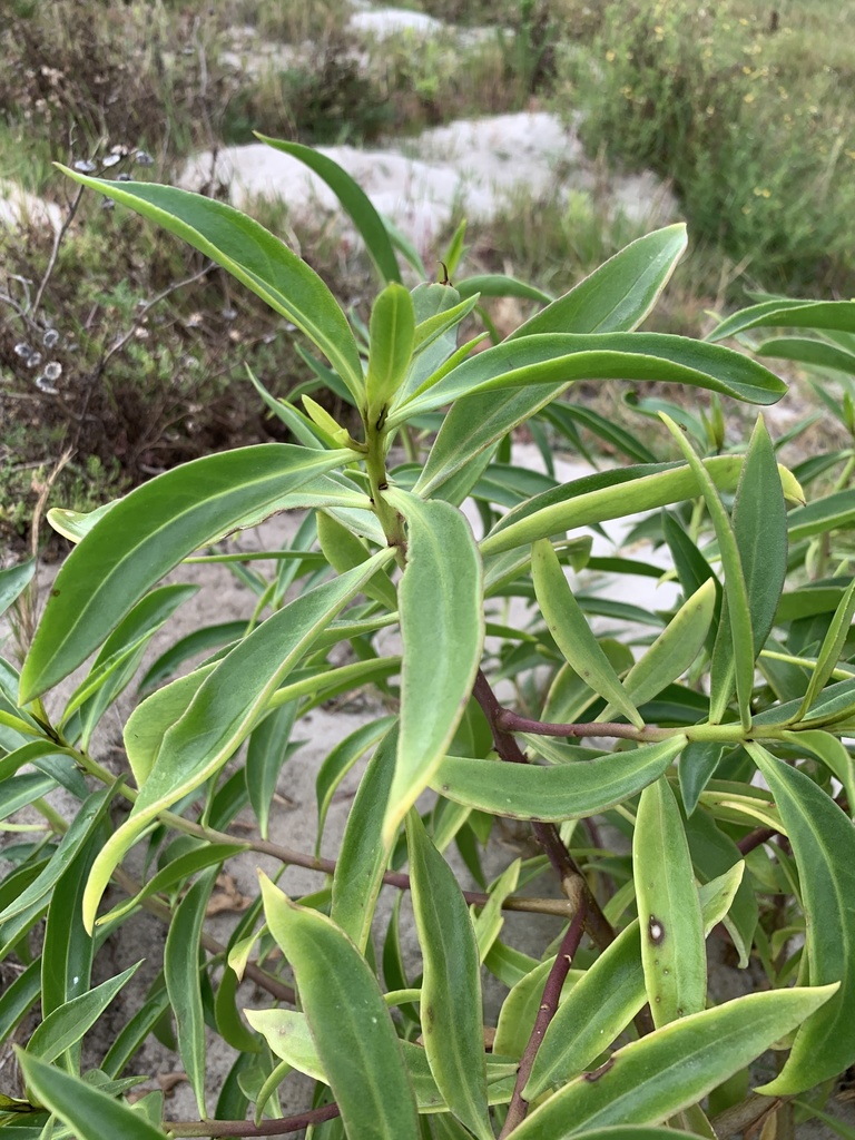 Australian Ngaio from Bot River Lagoon, WC, ZA on February 15, 2022 at ...