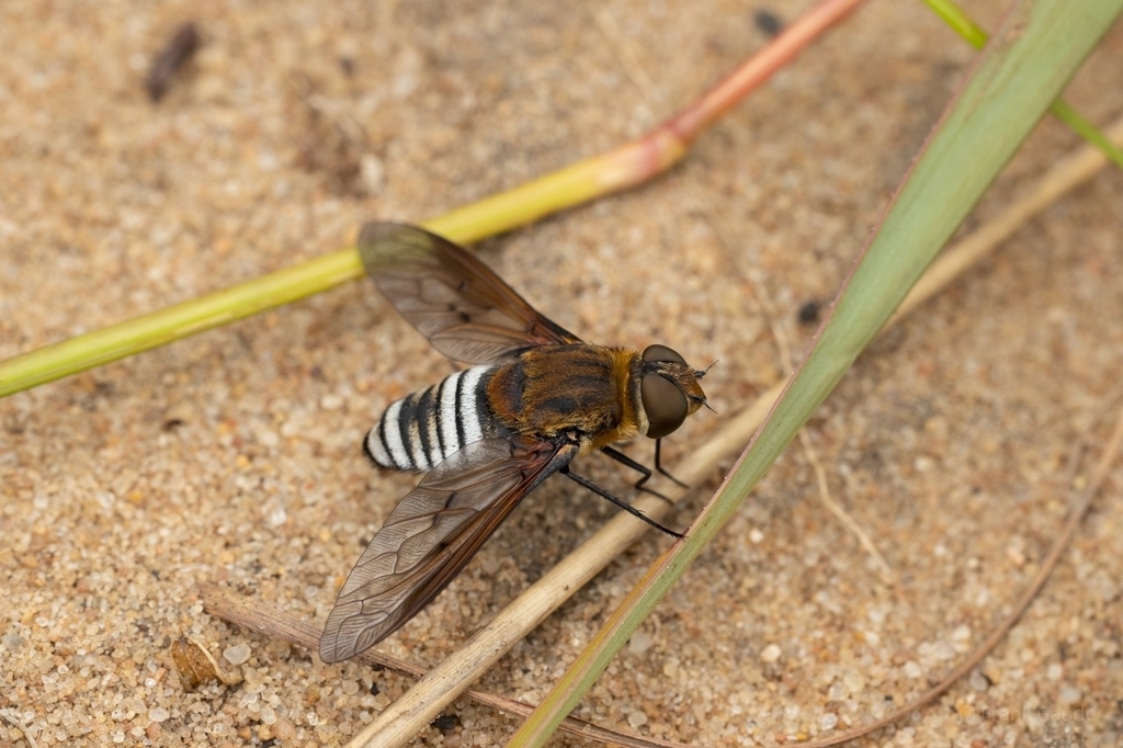 Dull-white-banded Bee Fly from Sodwana Bay National Park, 3974, South ...