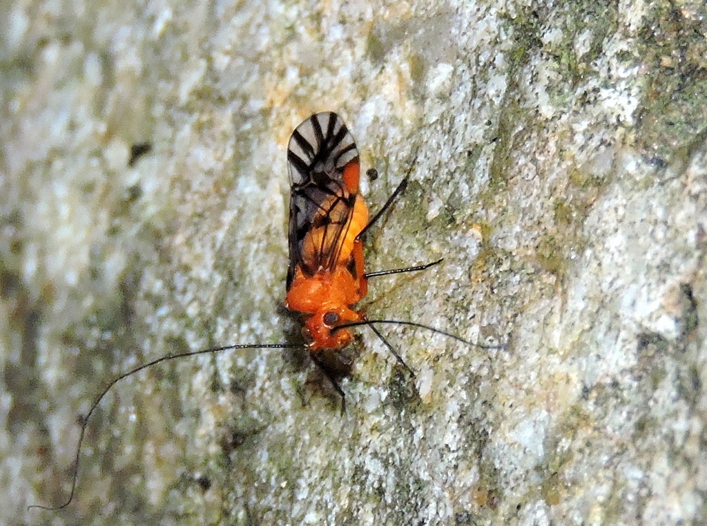Common Barklice from Namdapha National Park on April 28, 2018 at 06:17 ...