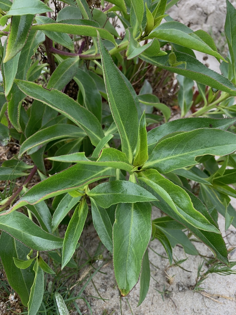 Ngaio from Bot River Lagoon, WC, ZA on February 15, 2022 at 05:30 PM by ...