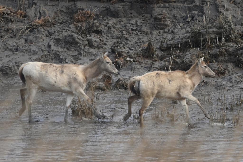 Père David's Deer (Elaphurus davidianus) - Know Your Mammals