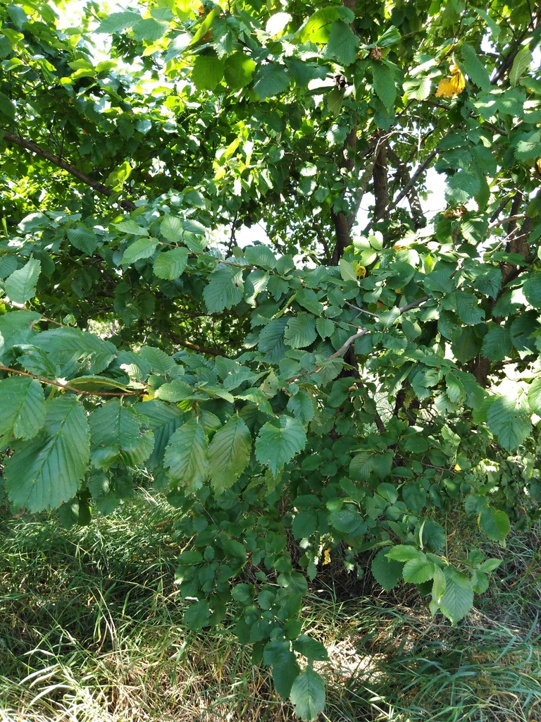 Field Elm complex (Ulmus minor) - Botanical Realm