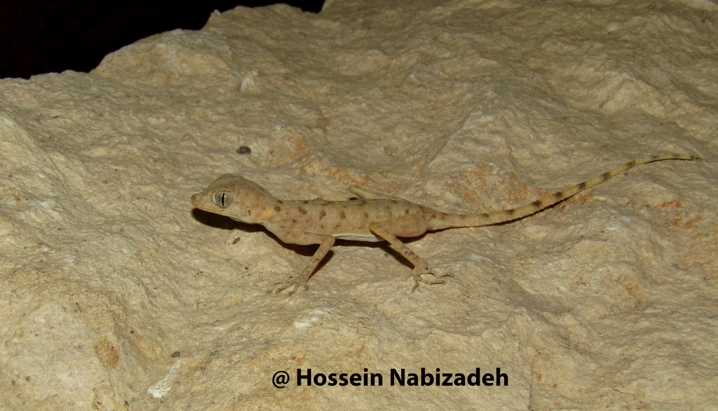 Farsian Spider Gecko in February 2018 by hossein_nabizadeh · iNaturalist