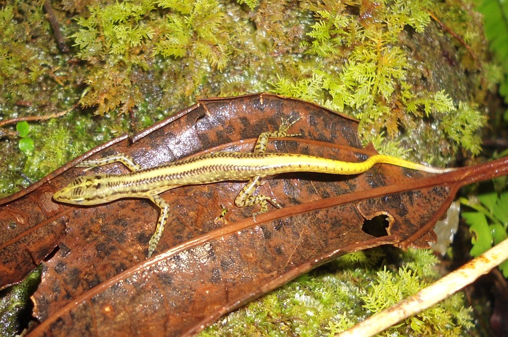 Yellow-striped Slender Tree Skink from Sibulan, Negros Oriental ...