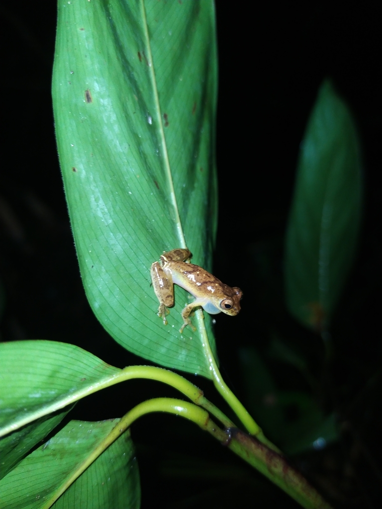 Xapuri Tree Frog from Porto Acre - AC, 69921-000, Brasil on February 12 ...