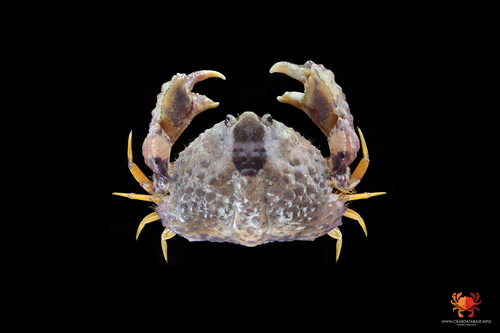 Calappa liaoi · iNaturalist