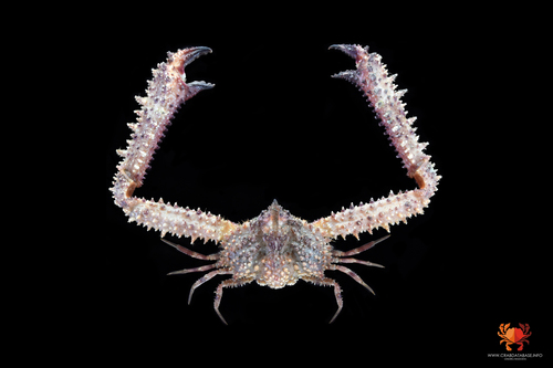 Enoplolambrus echinatus · iNaturalist