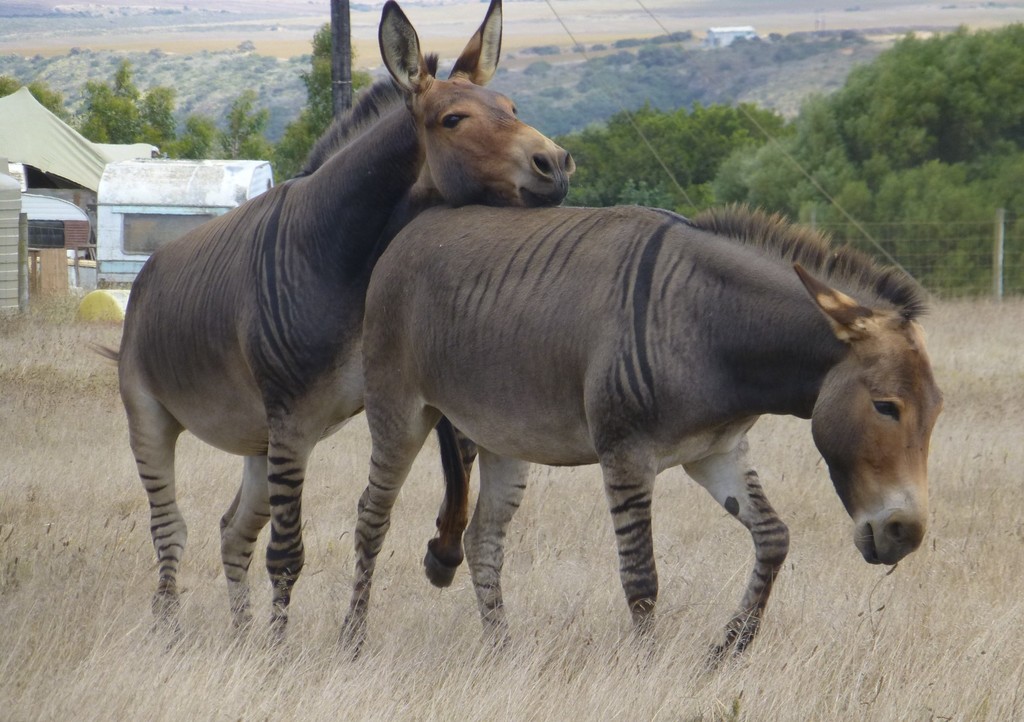 cebroide (Hibrid mammals) · iNaturalist