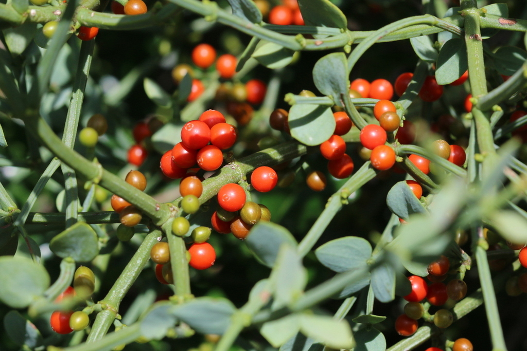 Redberry Mistletoe from Bojanala, South Africa on February 15, 2022 at ...