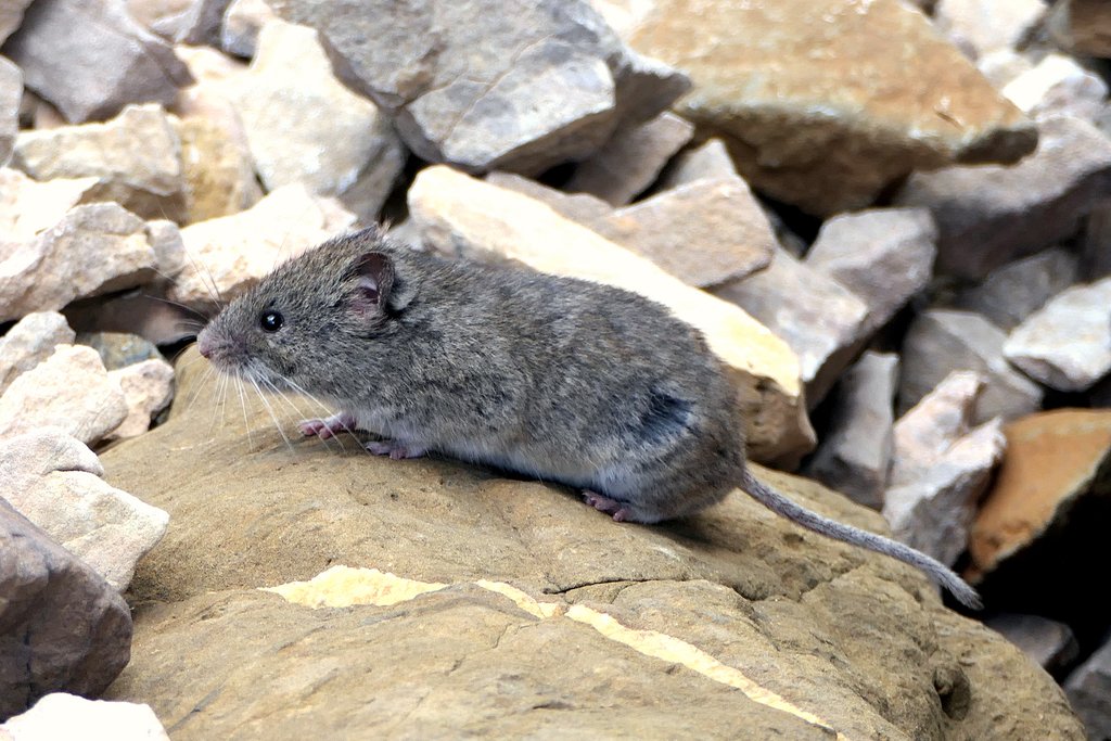 European Snow Vole from Gavarnie, 65120 Gavarnie-Gèdre, Frankreich on ...