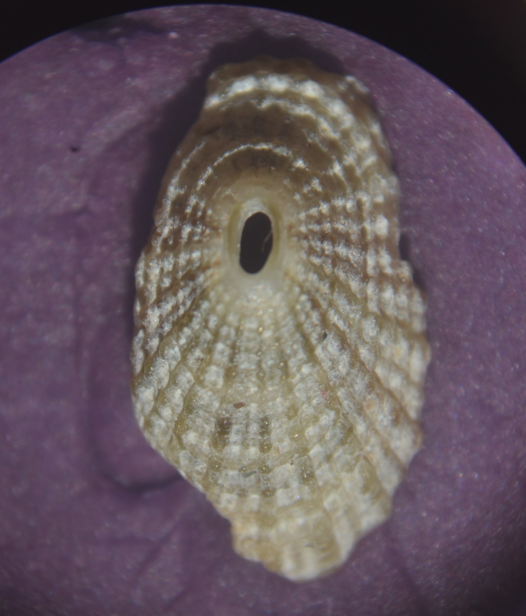 Diodora graeca (Linnaeus, 1758)