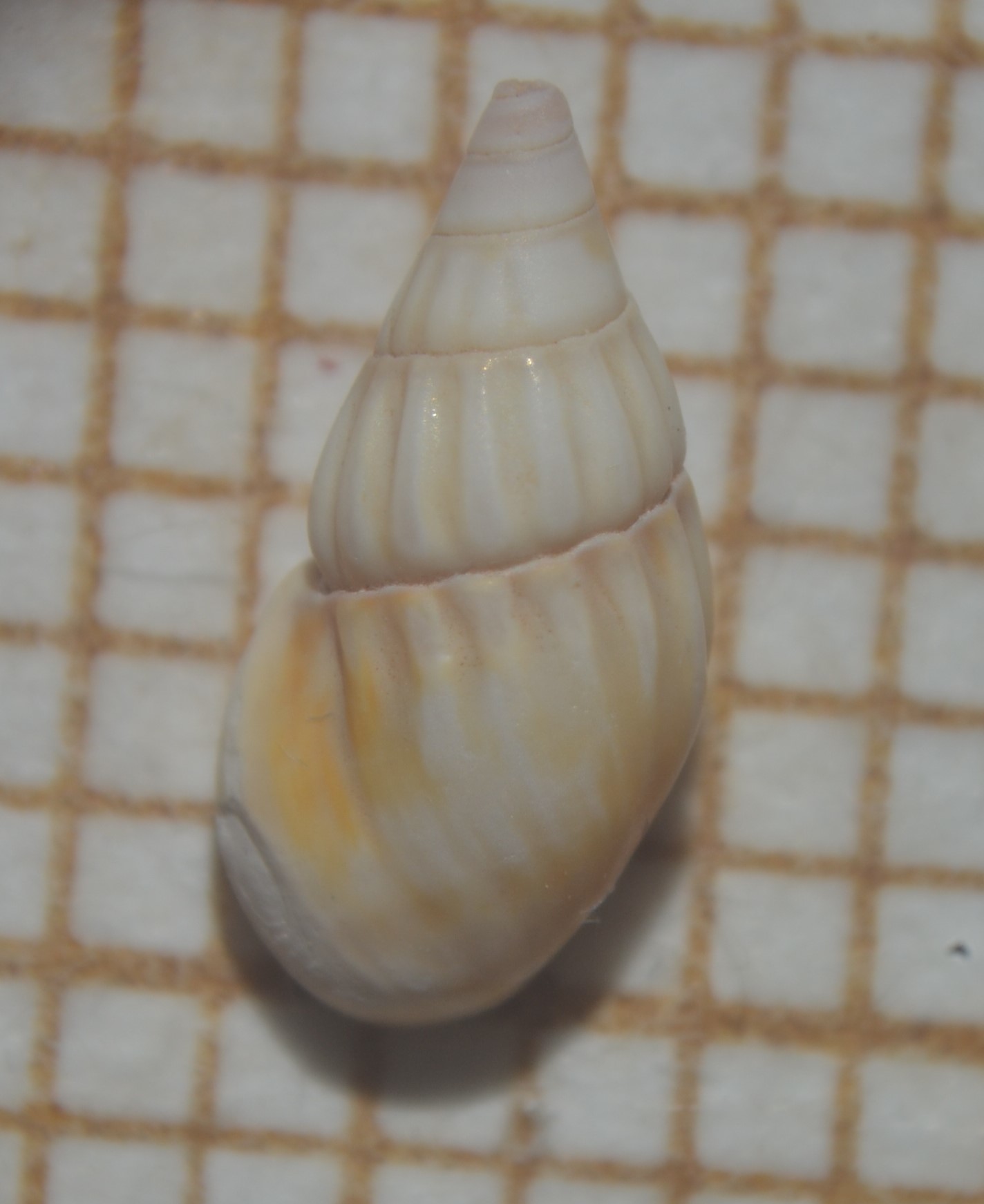 Rissoa membranacea (J.Adams, 1800)