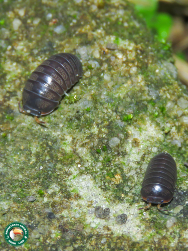 Circoniscus amazonicus · iNaturalist