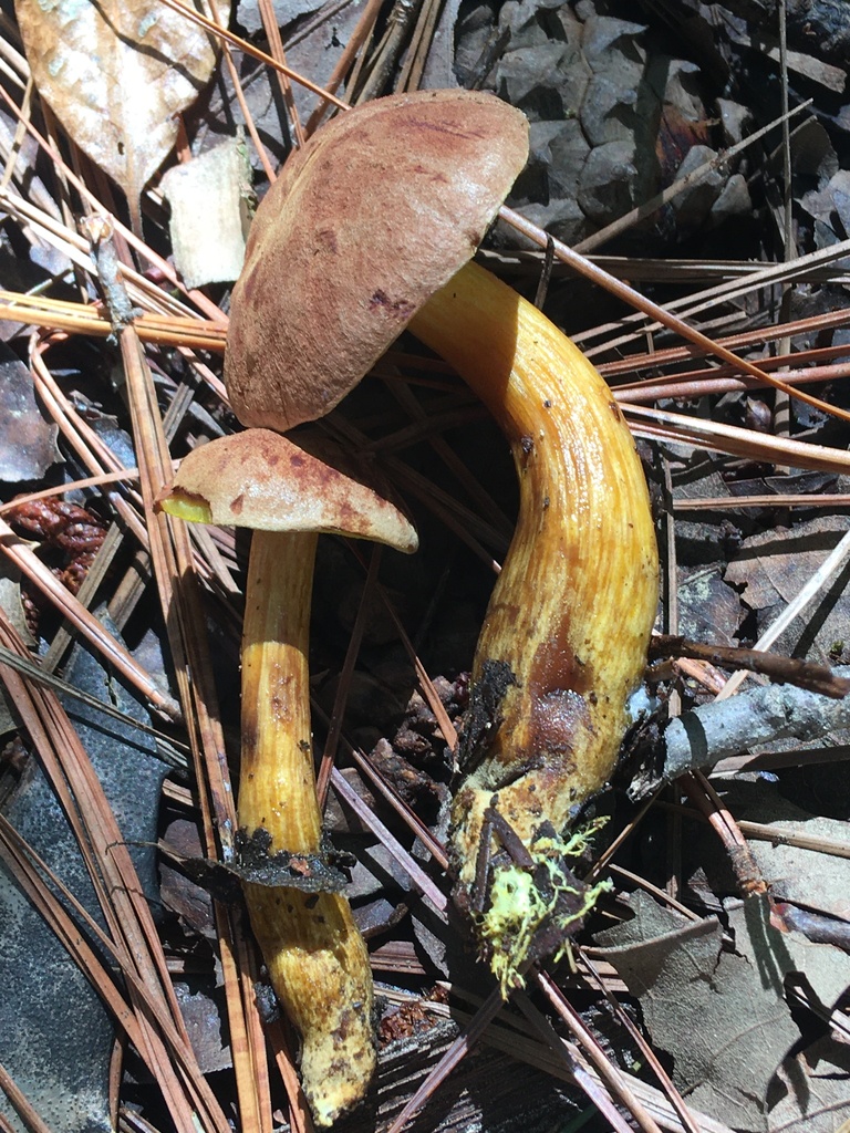 Clustered Brown Bolete From 4200 Egypt Rd Cambridge MD 21613 USA On