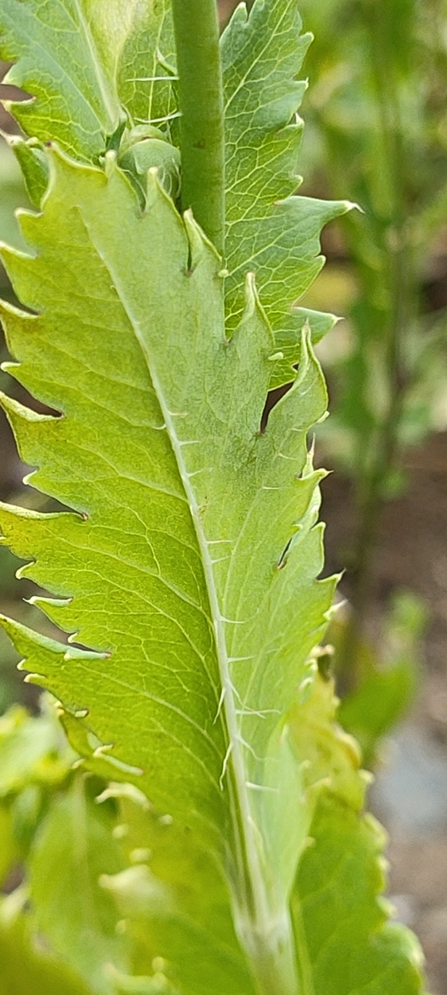 Papaver setigerum DC.