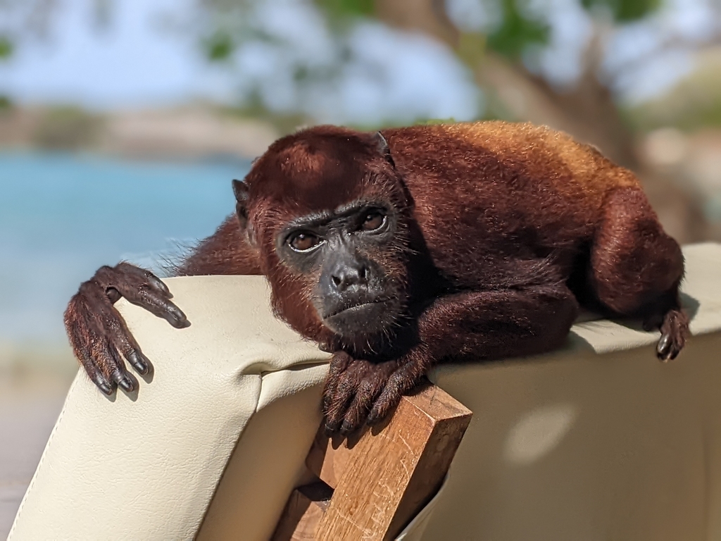 Colombian Red Howler Monkey (Alouatta seniculus) - Know Your Mammals