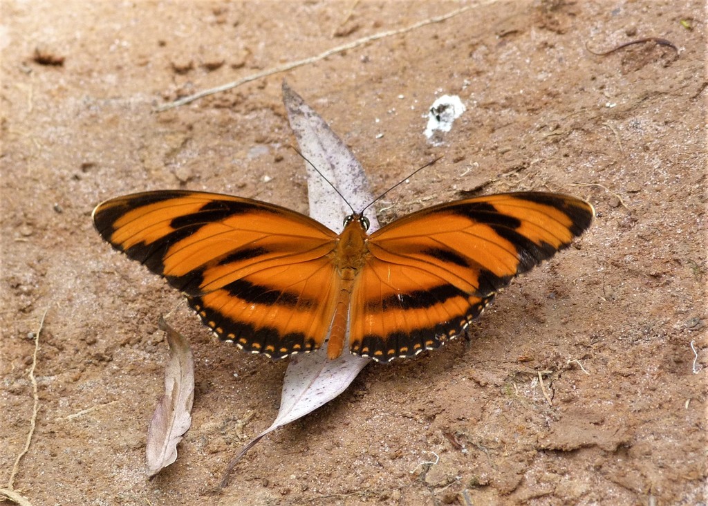 Dryadula phaetusa (Borboletas de Rio Claro, SP/Butterflies of Rio Claro ...