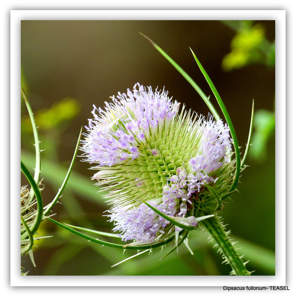 Common Teasel (Black Hills Invasive Plant Guide) · iNaturalist