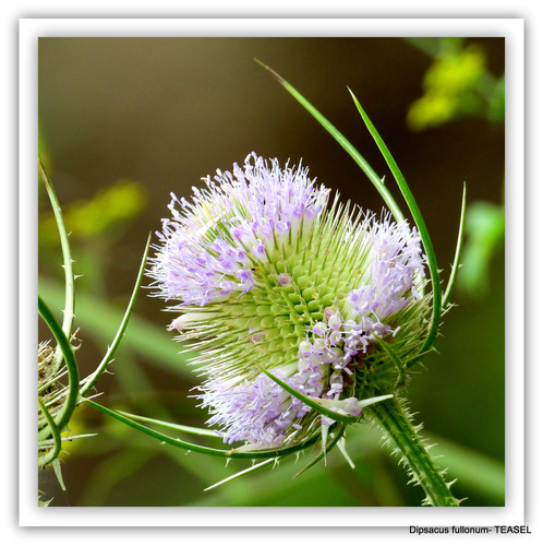 Common Teasel (Black Hills Invasive Plant Guide) · iNaturalist