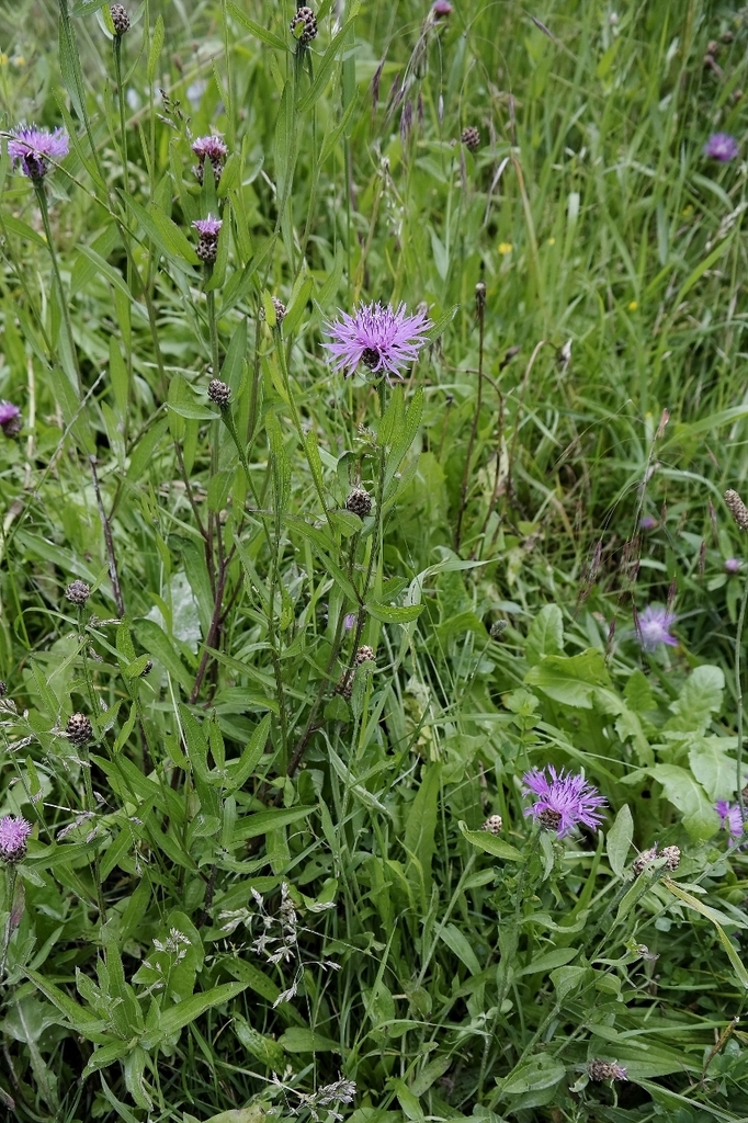 Brown Knapweed (Black Hills Invasive Plant Guide) · iNaturalist