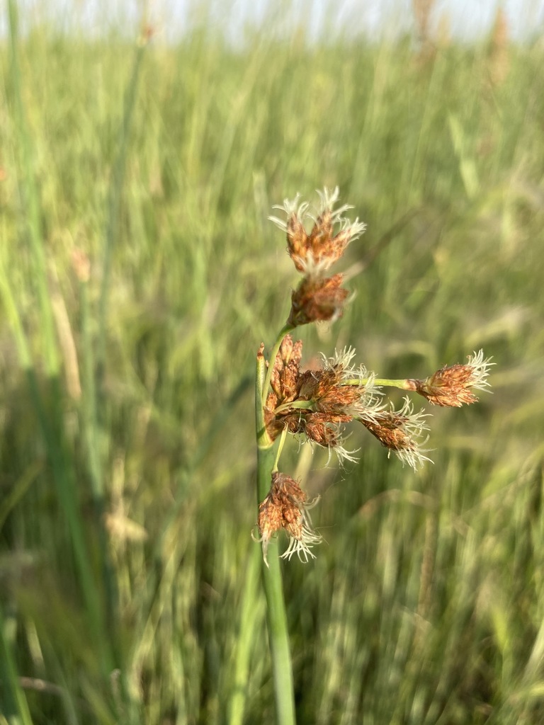hardstem bulrush from Southeast Calgary, Calgary, AB, Canada on July 20 ...