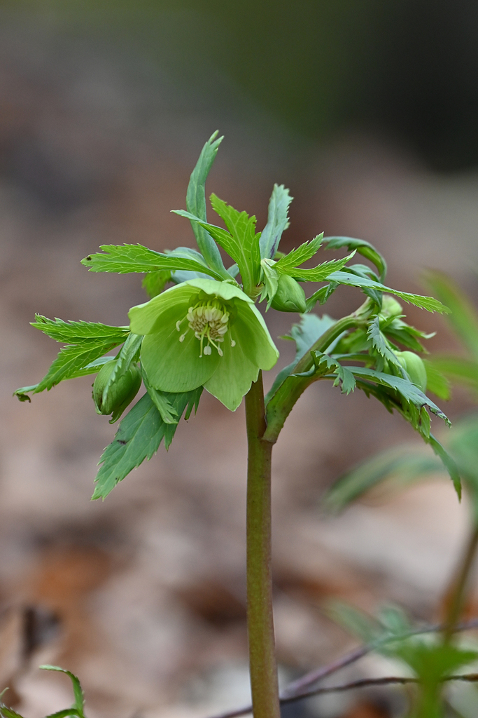 Green Hellebore from 31061 Alfeld (Leine), Deutschland on February 15 ...