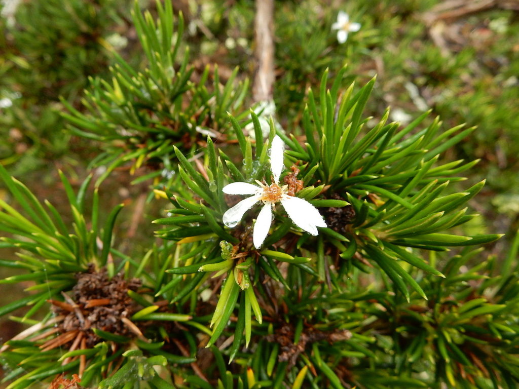 Olearia pinifolia from Cradle Mountain TAS 7306, Australia on January ...