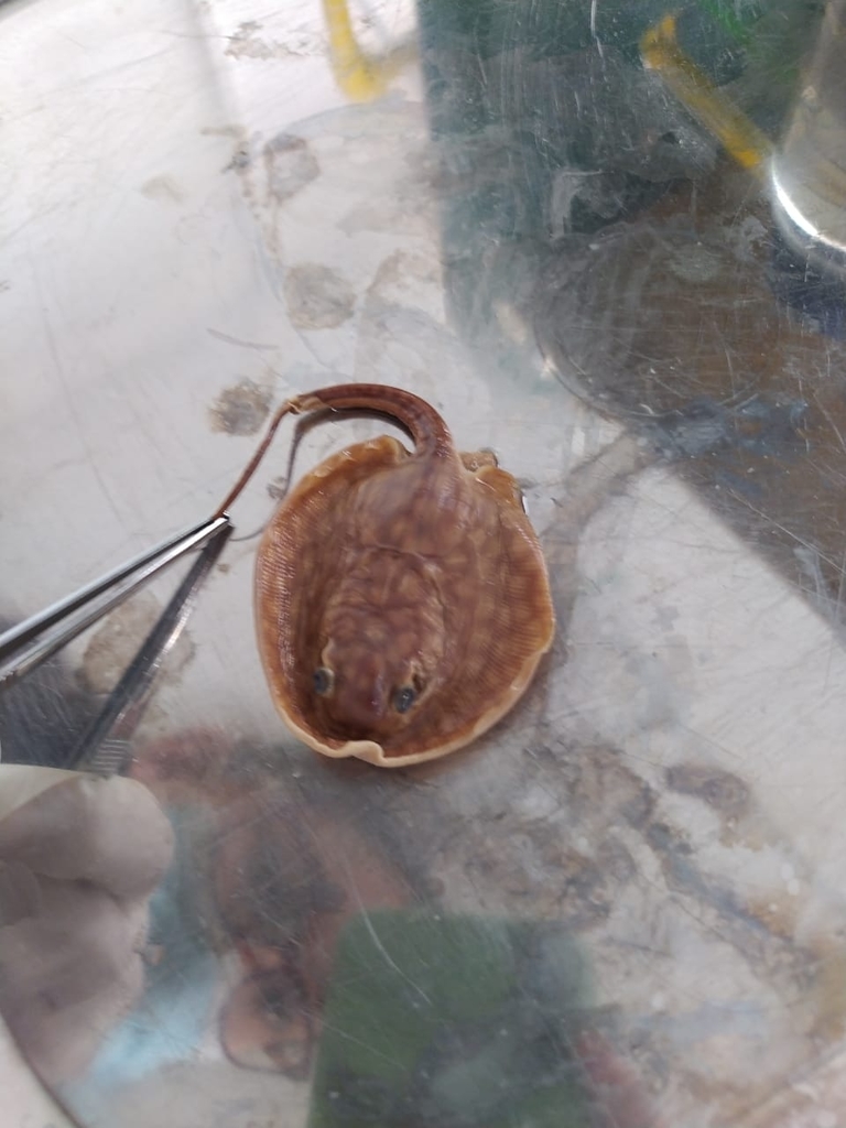 Haller's Round Ray from Colombia by Juliana Velasco · iNaturalist