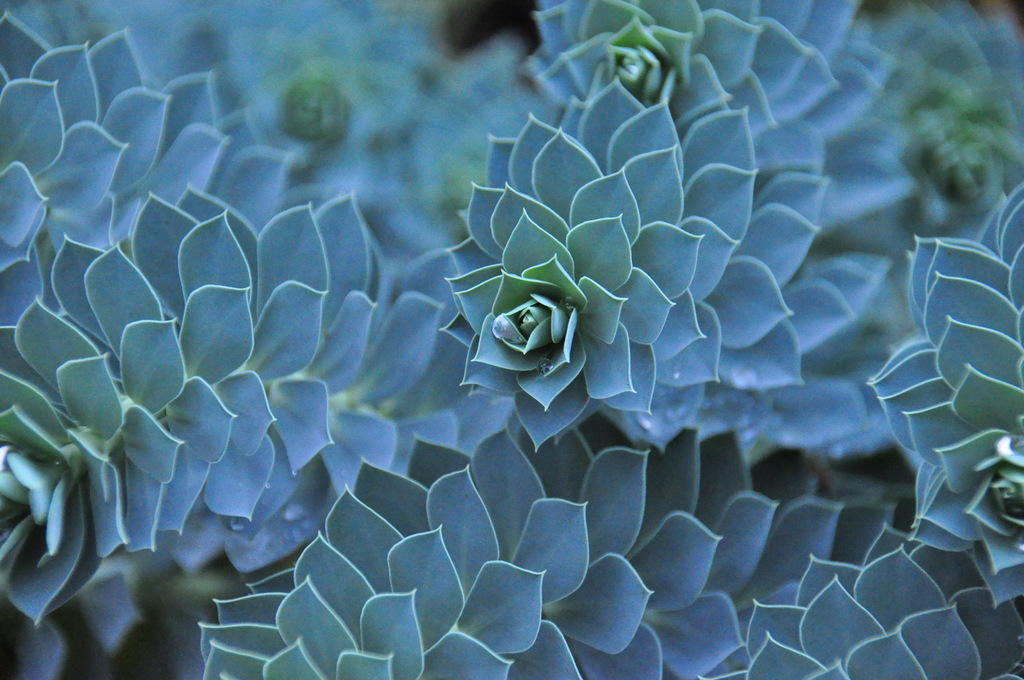 Myrtle Spurge (Black Hills Invasive Plant Guide) · iNaturalist