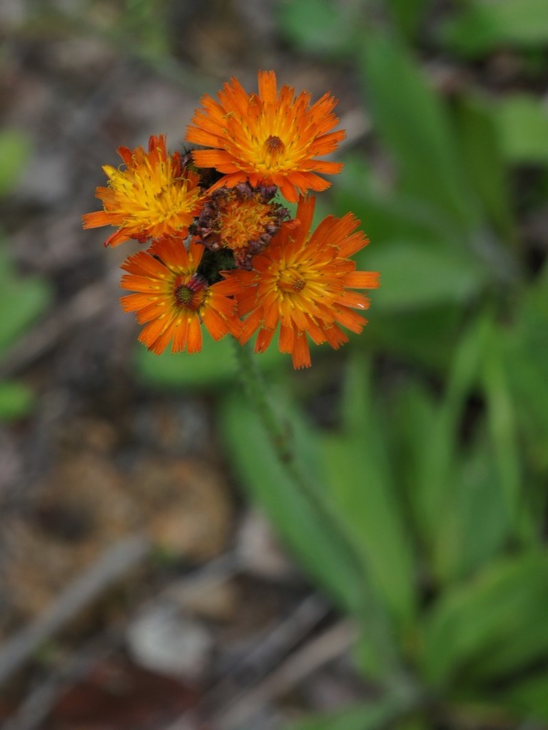 Orange Hawkweed (Black Hills Invasive Plant Guide) · iNaturalist
