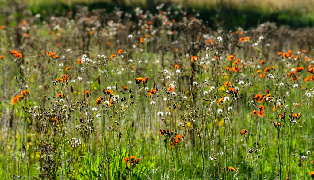 Orange Hawkweed (Black Hills Invasive Plant Guide) · iNaturalist