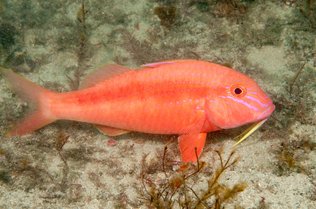 Goatfishes (Mullidae) - Marine Life Identification