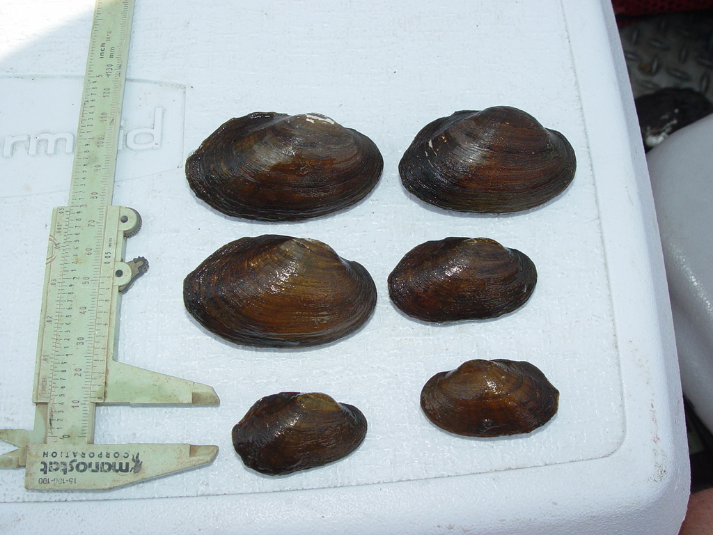Mountain Creekshell from Tennessee River, mouth of Spring Creek, TRM ...
