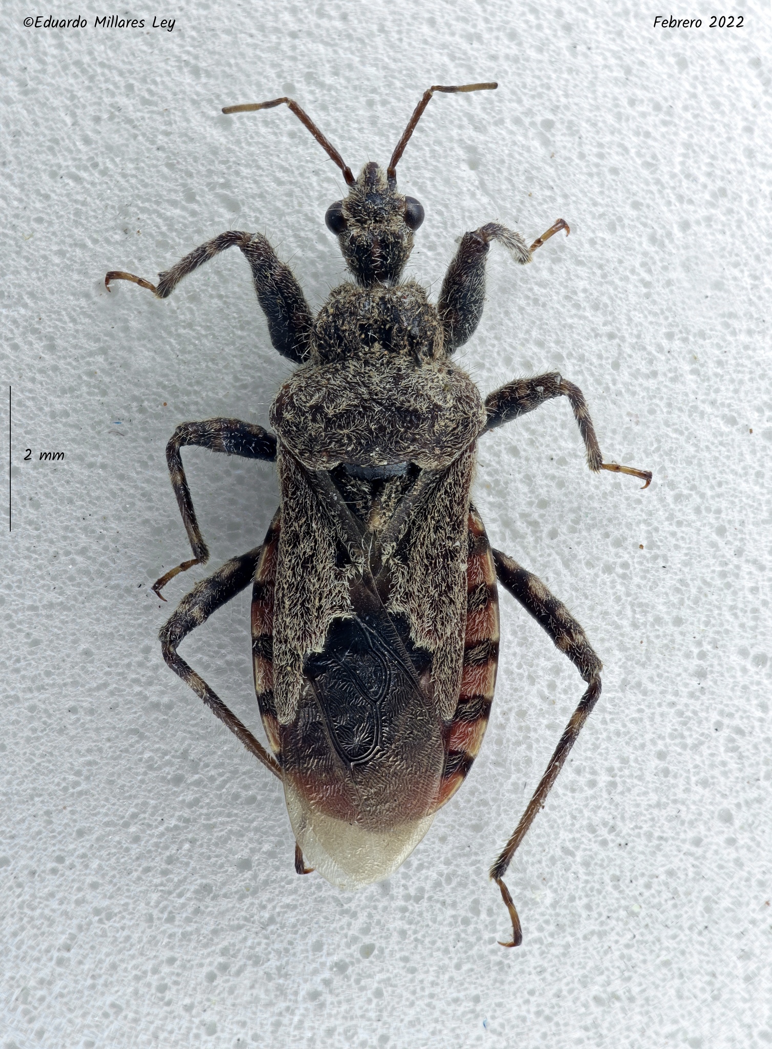 Coranus aegyptius (Fabricius, 1773)
