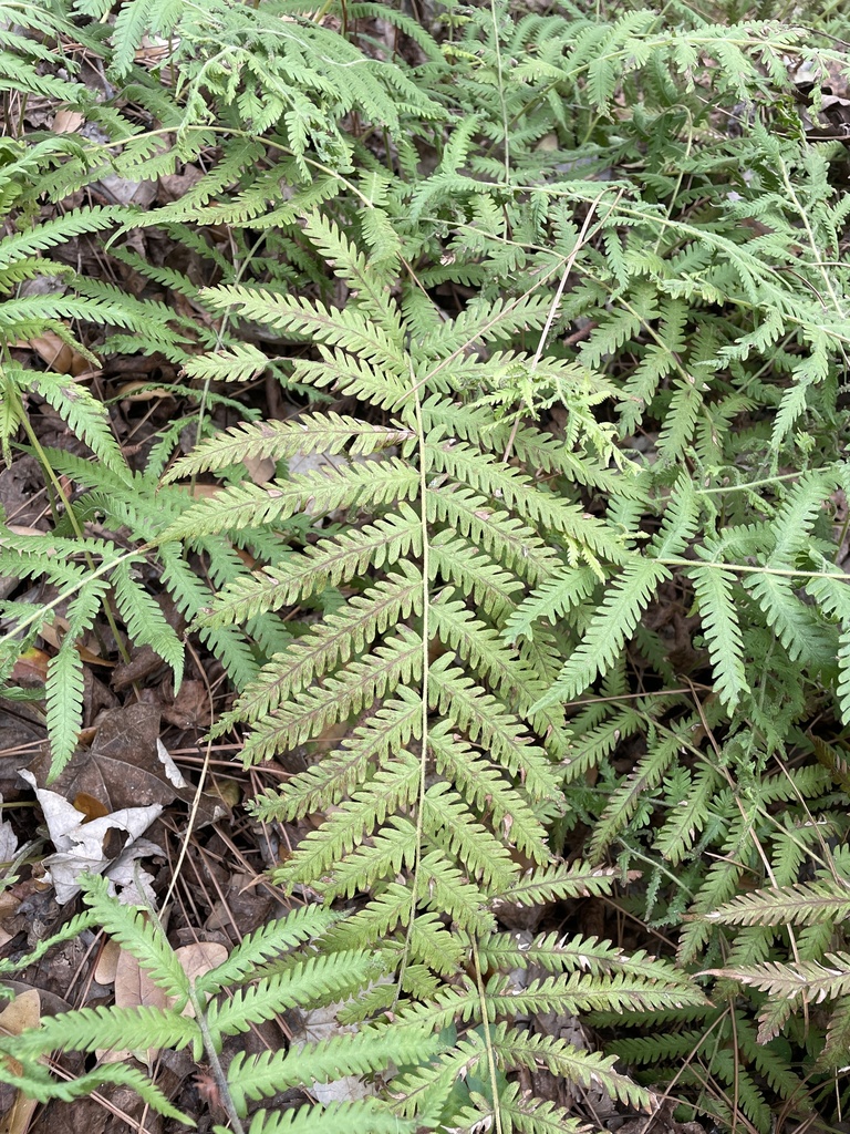 maiden ferns from Lettuce Lake Park, Tampa, FL, US on February 15, 2022 ...