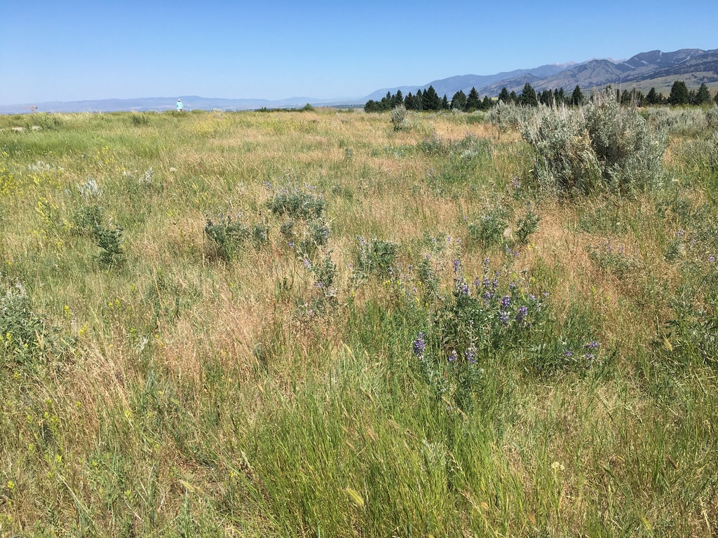 Ventenata (Black Hills Invasive Plant Guide) · iNaturalist