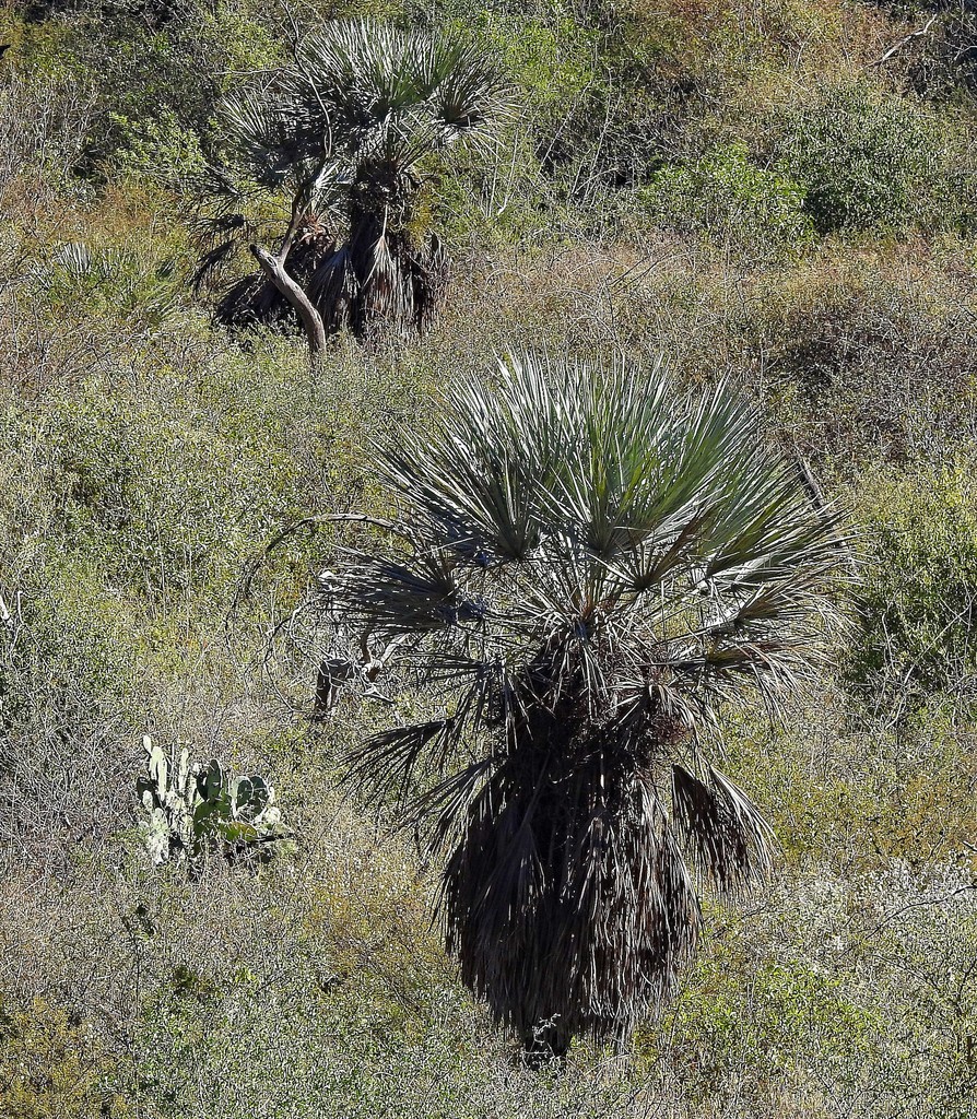 Trithrinax campestris from Capayán, Catamarca, Argentina on September ...